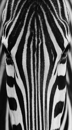 The Silver Bear Cafe -Financial Survival